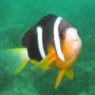 ROB Gordon | Dechra Veterinary Products NZ